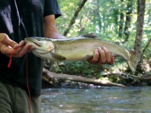 North Carolina Trout Fishing: An Angler’s Guide for 2026