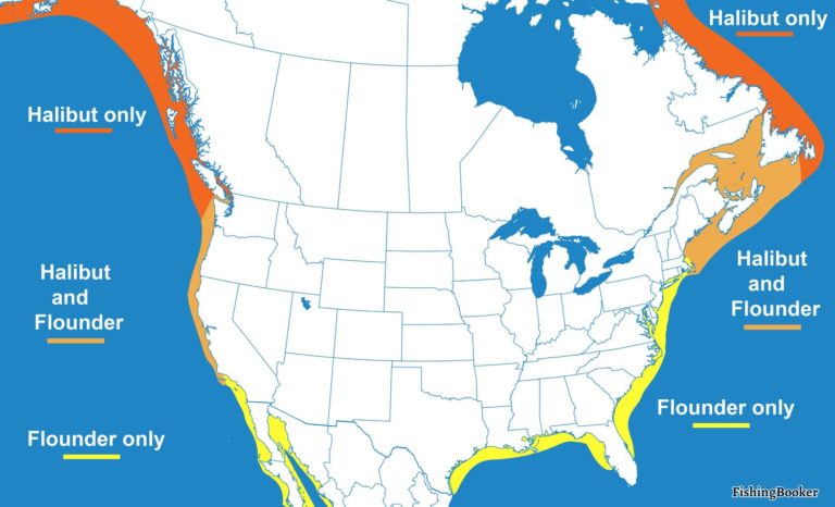 Halibut vs. Flounder: All You Need to Know for 2026