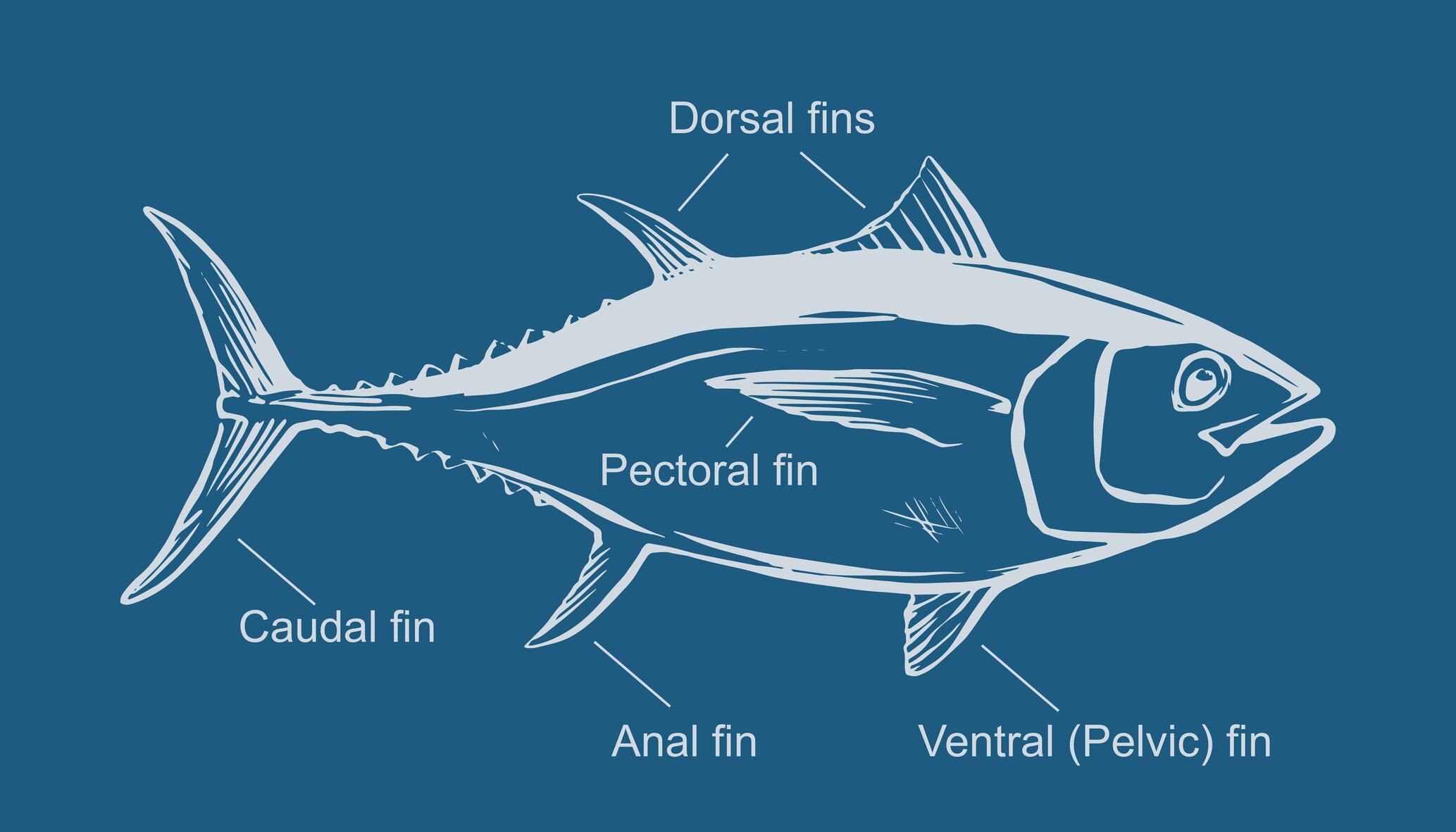 Fishing Terms Every Angler Should Know