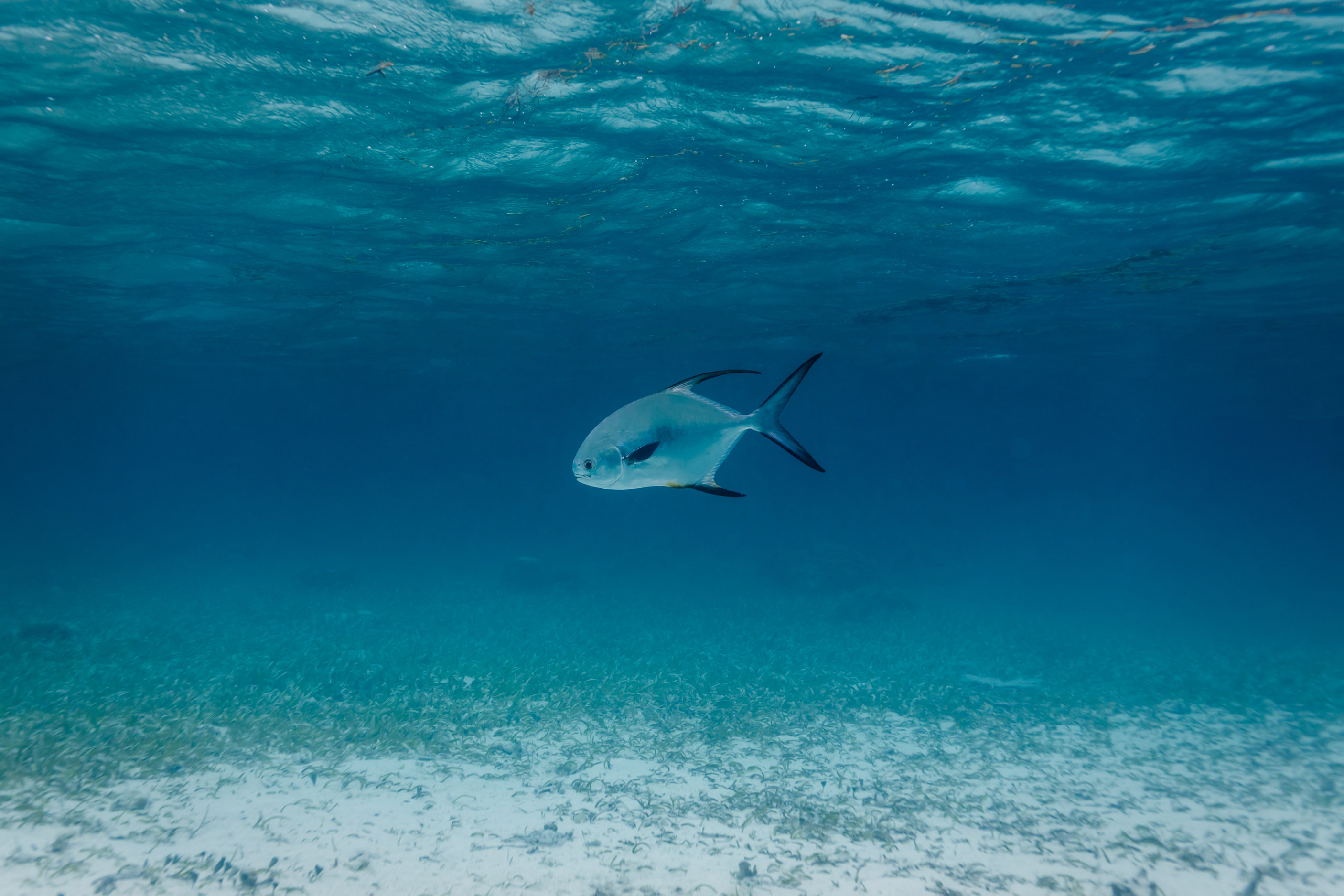 Fly Fishing in Belize: The Complete Guide for 2024