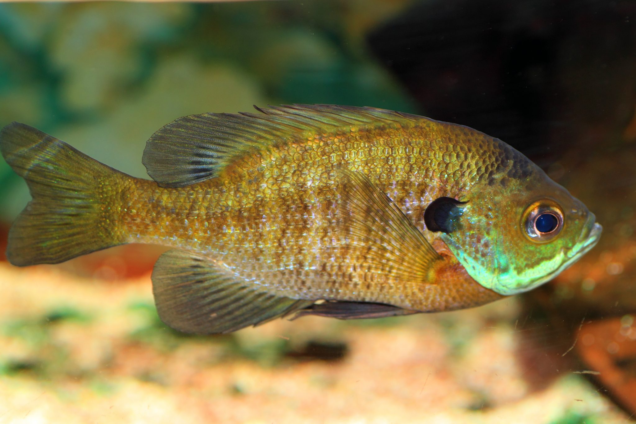 Illinois State Fish: Bluegill