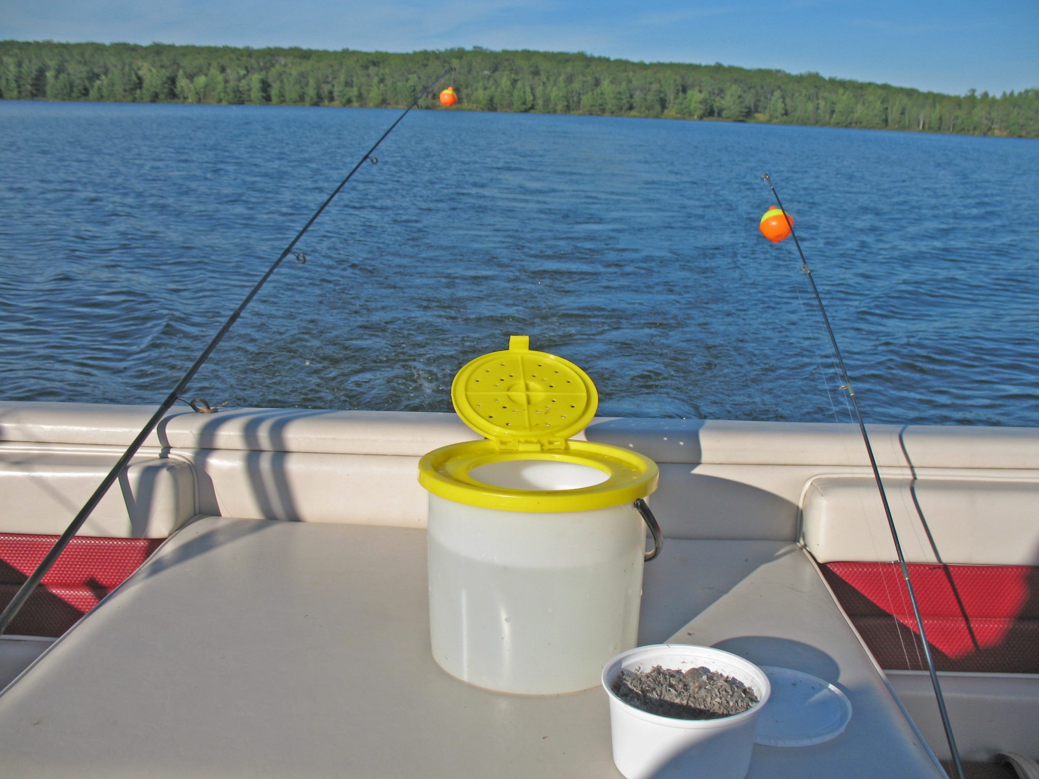How to Go Live Bait Catching: The Complete Guide for 2026