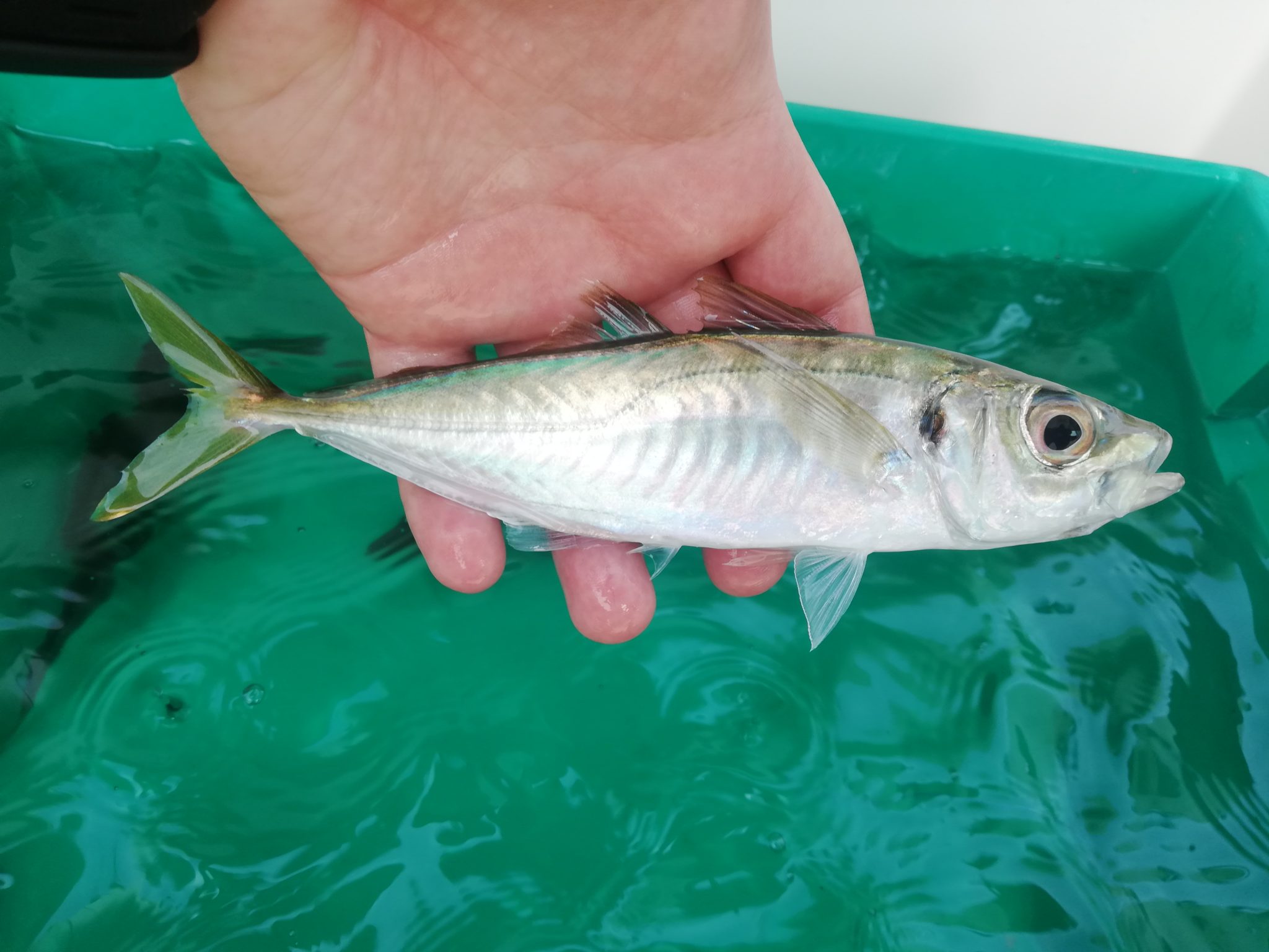 How to Go Live Bait Catching: The Complete Guide for 2026