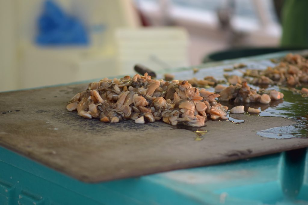 Tuna Fishing in New Jersey: The Complete Guide for 2024