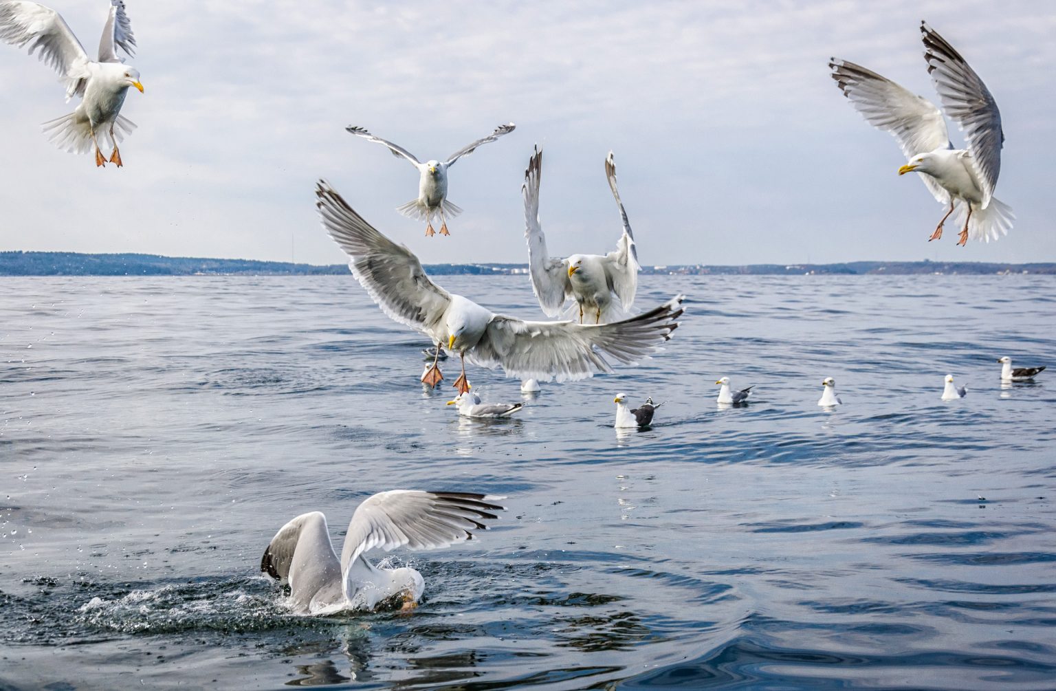 How to Go Live Bait Catching: The Complete Guide for 2026