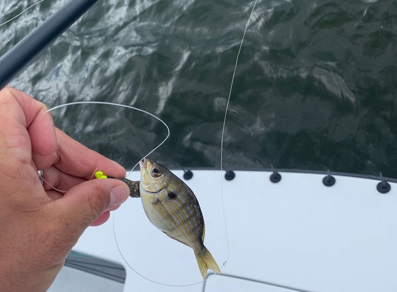 How to Go Live Bait Catching: The Complete Guide