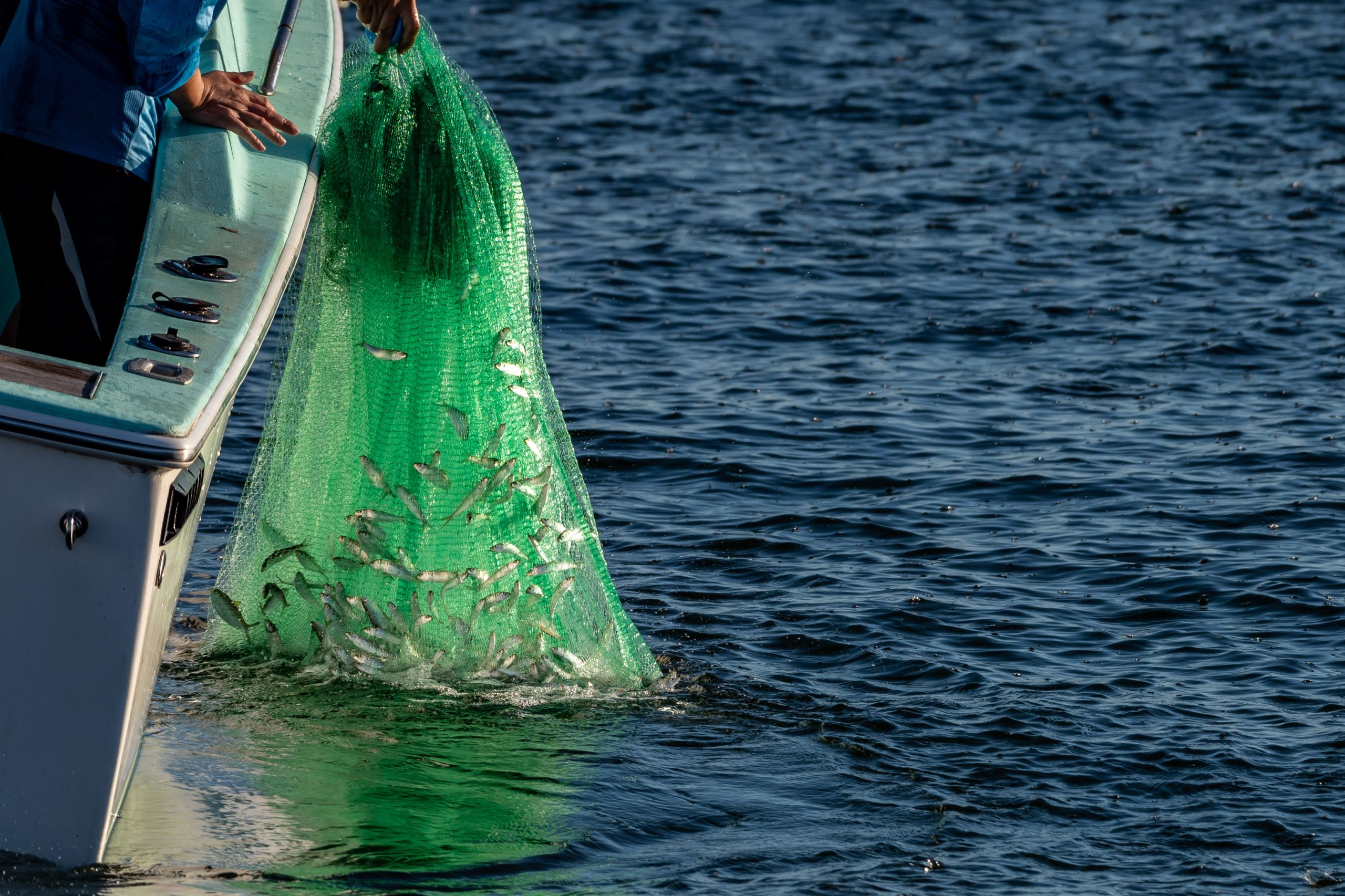 How to Go Live Bait Catching: The Complete Guide for 2025