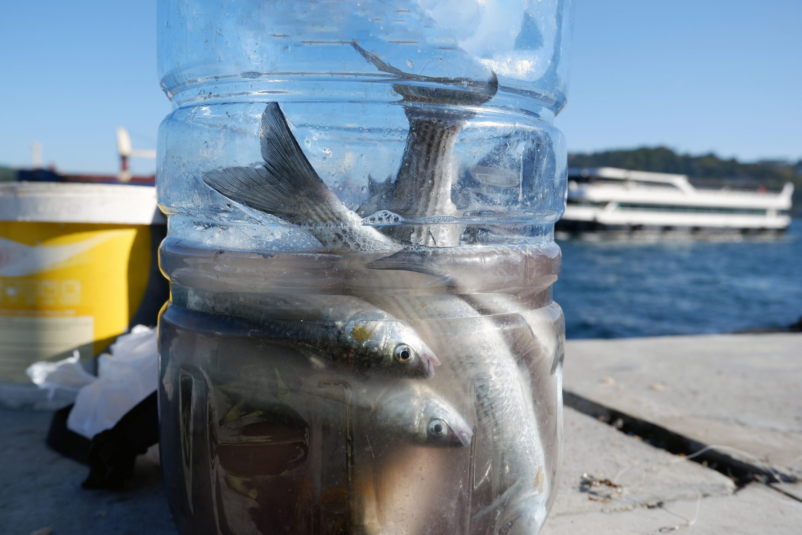 How to Go Live Bait Catching: The Complete Guide for 2025