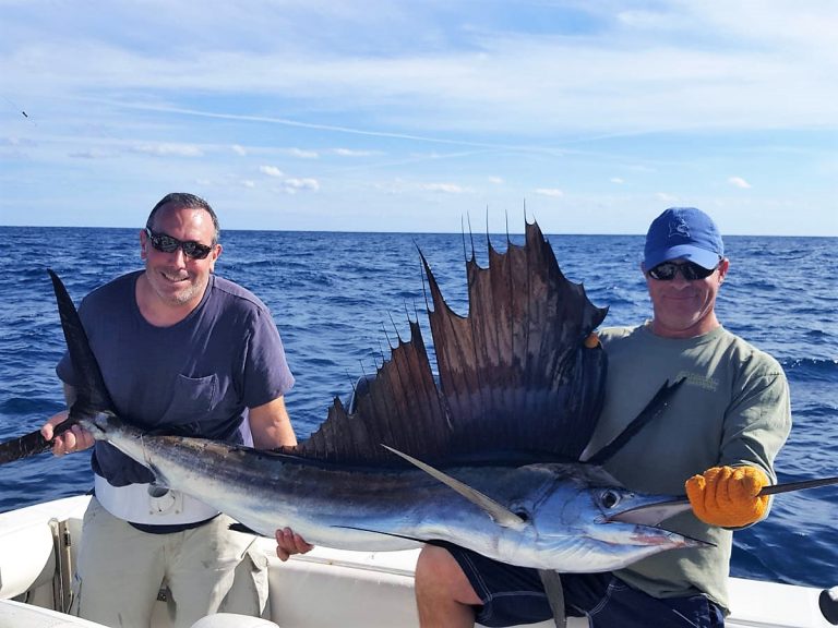 Sailfish vs. Swordfish: All You Need to Know for 2026