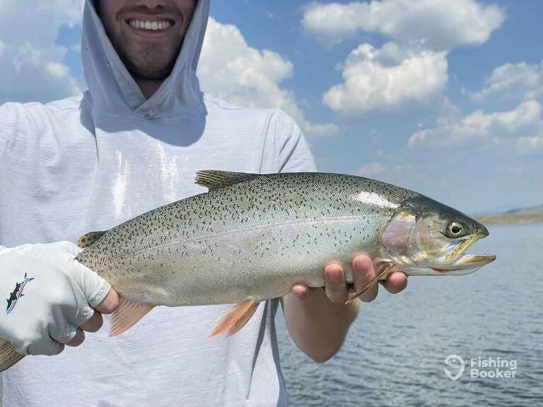 How to Go Trout Fly Fishing: An Angler’s Guide for 2026