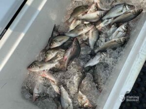 Fishing in WASHINGTON DC: The Complete Guide