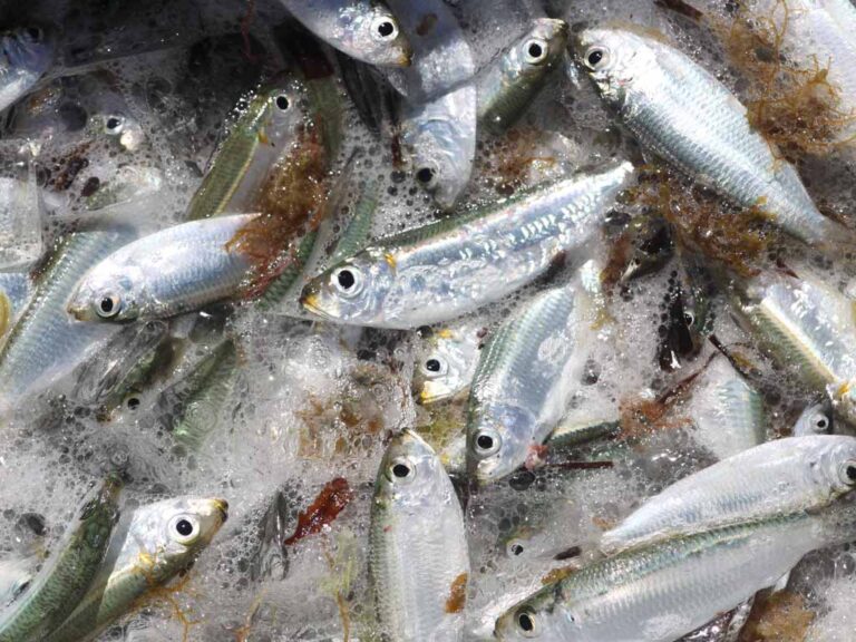 The Best Snapper Bait: An Angler’s Guide for 2025