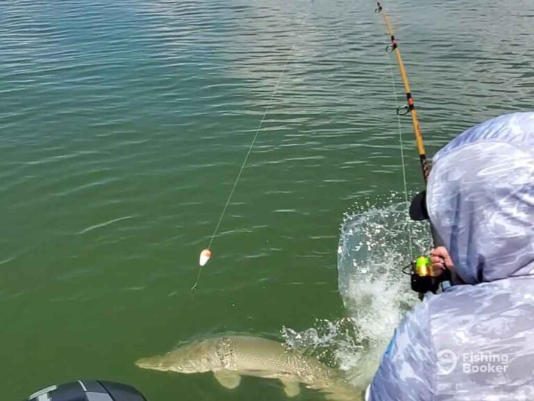 How to Go Fishing for Alligator Gar: An Angler’s Guide for 2024