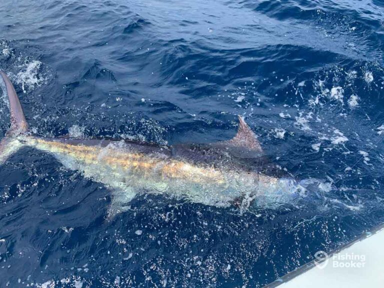 How to Go Marlin Fishing in Texas: An Angler’s Guide for 2026