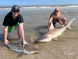 How to Go Shark Fishing: An Angler's Guide