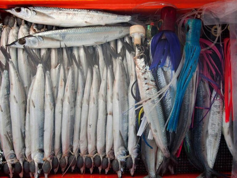 How to Go Shark Fishing: An Angler’s Guide