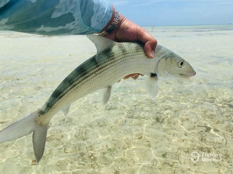 Photo courtesy of Fly Fishing Nassau