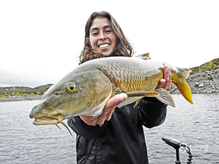 The Best Carp Bait: An Angler’s Guide