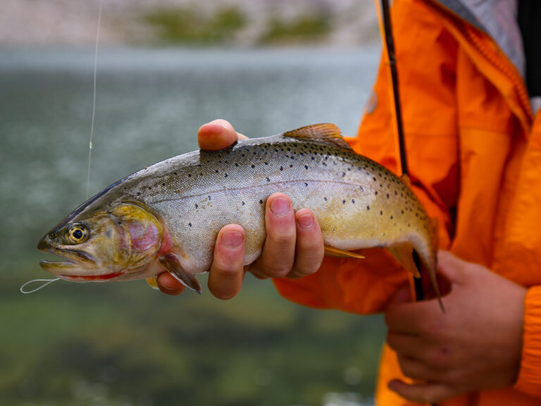 Fishing in LAKE WASHINGTON: The Complete Guide [VIDEO]