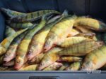 Fishing in LAKE WASHINGTON: The Complete Guide [VIDEO]