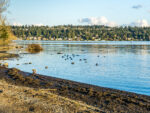 Fishing in LAKE WASHINGTON: The Complete Guide [VIDEO]