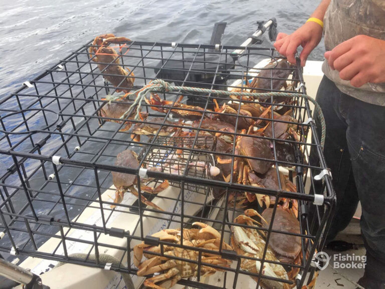 How to Catch Crabs: An Angler’s Guide
