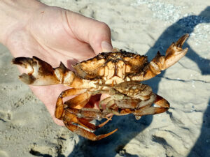 How to Catch Crabs: An Angler’s Guide