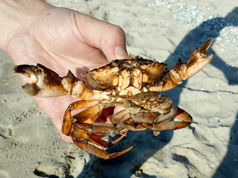 How to Catch Crabs: An Angler’s Guide for 2026