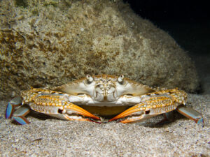 How to Catch Crabs: An Angler’s Guide