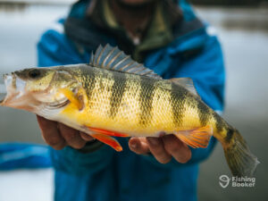 How to Go Perch Fishing: An Angler’s Guide