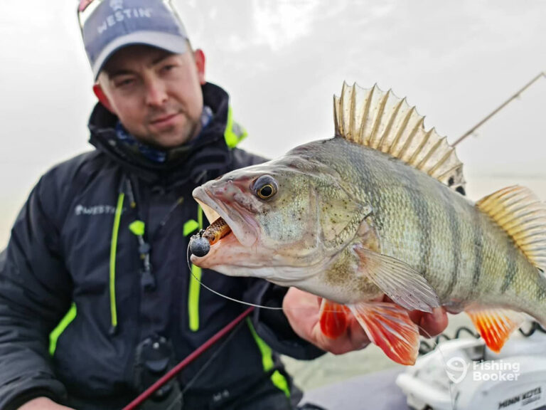 How to Go Perch Fishing: An Angler’s Guide