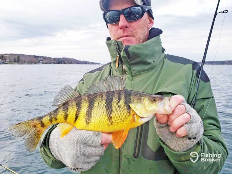 How to Go Perch Fishing: An Angler’s Guide