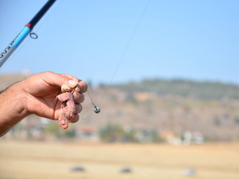 The Best Catfish Bait: An Angler’s Guide for 2026