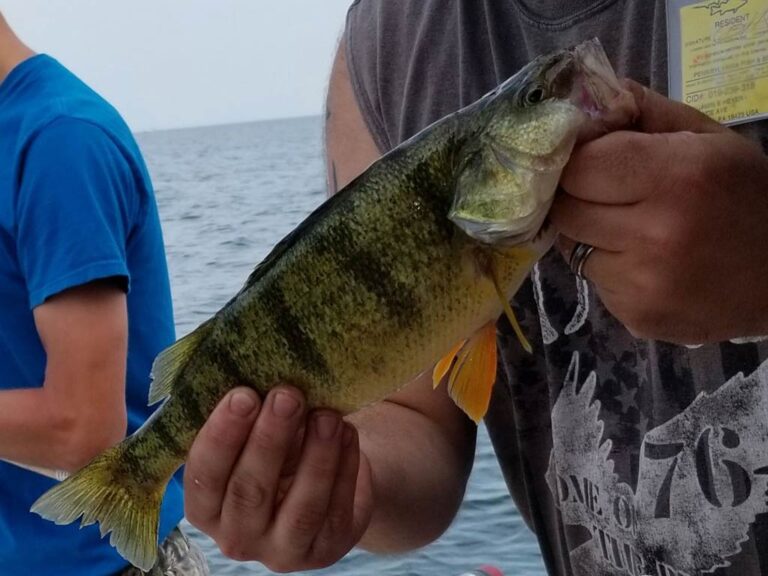 Pennsylvania State Record Fish: The Complete Guide