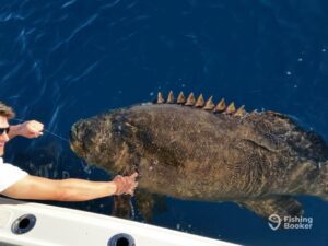 Grouper Season in Florida: The Complete Guide for 2026