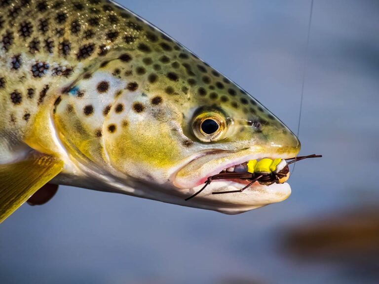 Fly Fishing Flies: A Beginner’s Guide for 2026