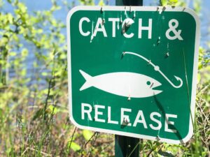 Pond Fishing: The Complete Guide for 2024