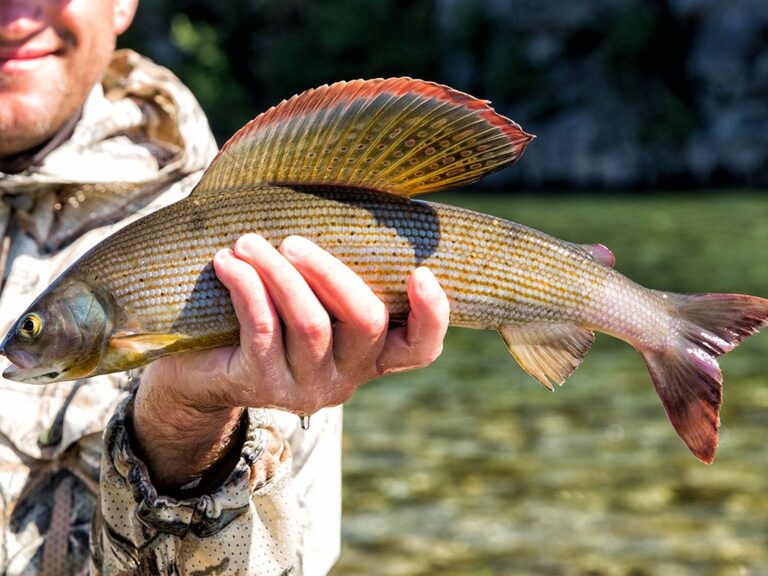 How to Go Grayling Fishing: The Complete Guide