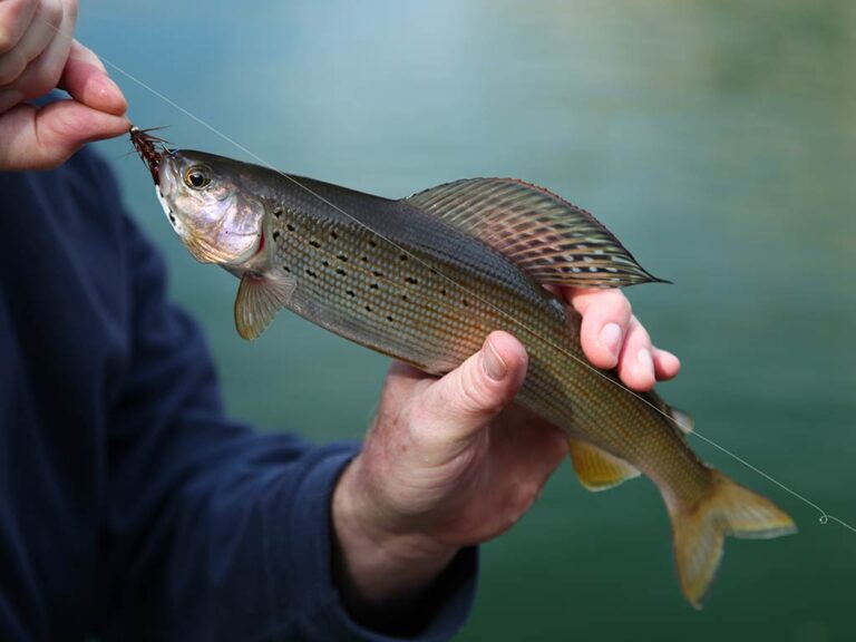 How to Go Grayling Fishing: The Complete Guide for 2025