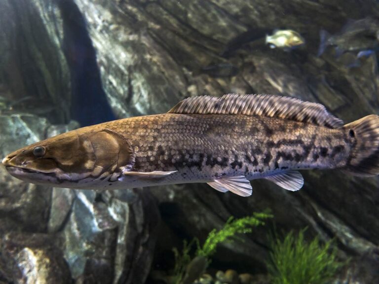 How to Go Bowfin Fishing: The Complete Guide for 2026