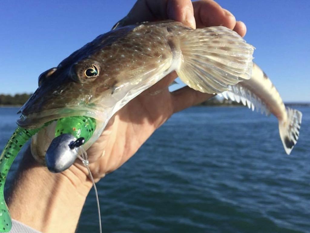 How to Go Fishing for Flathead: The Complete Guide