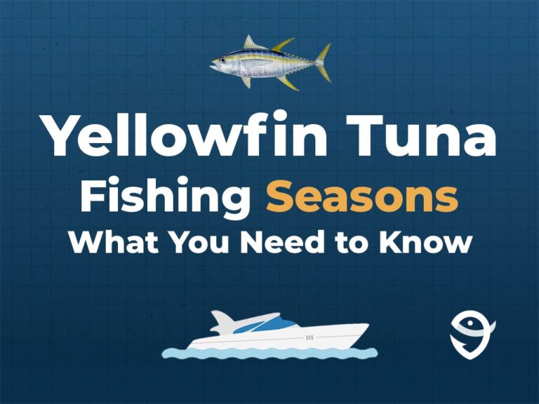 How to Go Fishing for Yellowfin Tuna: The Complete Guide for 2026