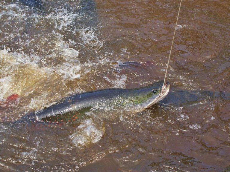 How to Go Fishing for Arapaima: The Complete Guide for 2026