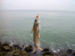 Catfish Species: An Angler’s Guide