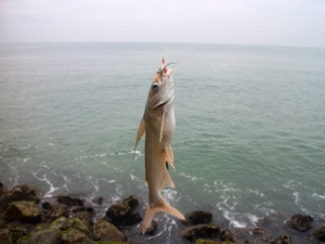 Catfish Species: An Angler’s Guide