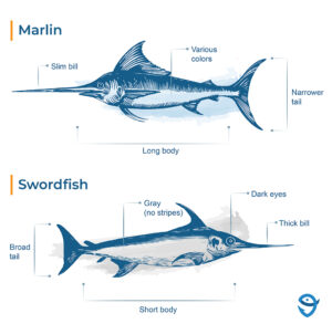 Marlin vs. Swordfish: The Full Rundown