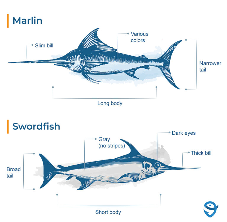 Marlin vs. Swordfish: The Full Rundown