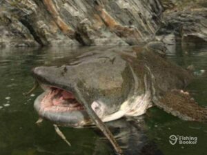 Biggest Freshwater Fish: The World’s Heavyweight Hitters Revealed!