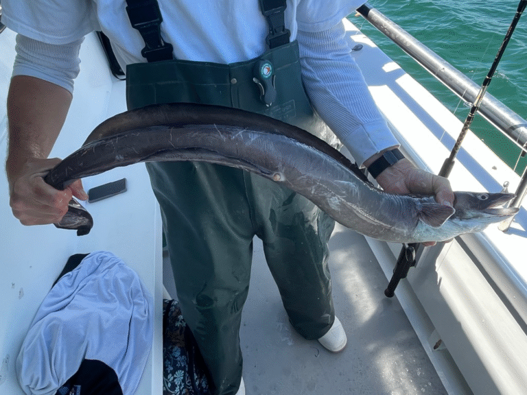 How to Go Eel Fishing: The Complete Guide for 2026