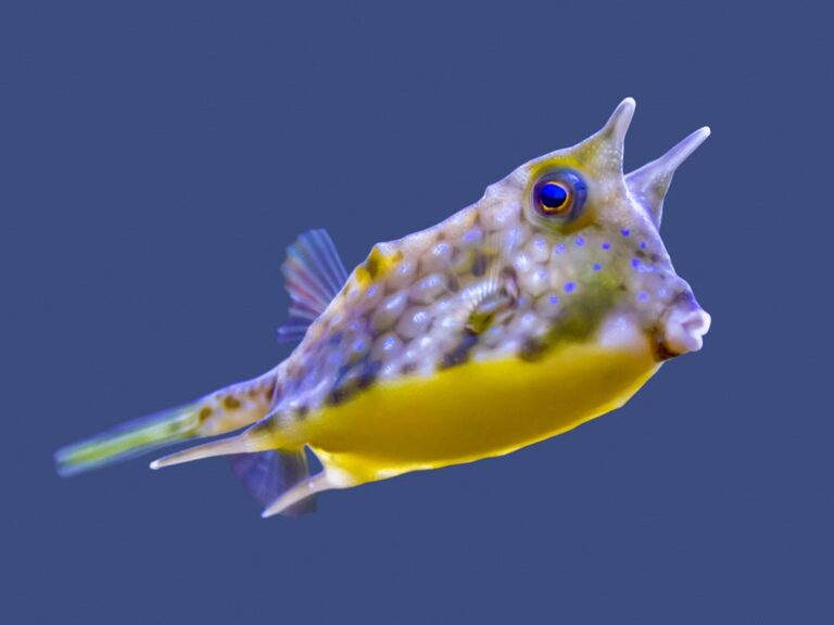 12 Funny Looking Fish You Won’t Believe Actually Exist